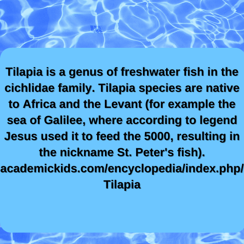 TILAPIA – Children's Spot