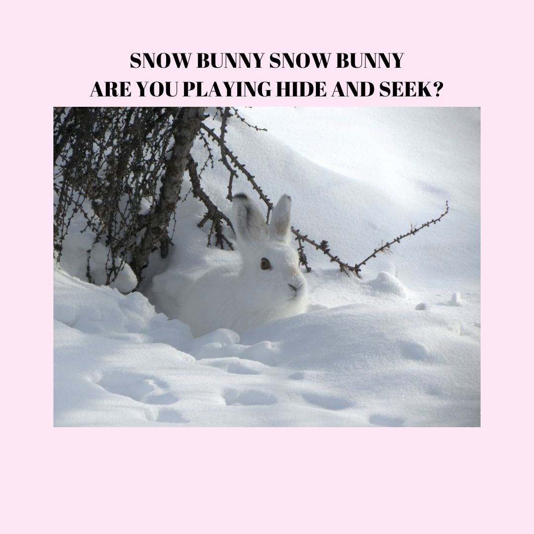 Snow Bunny Snow Bunny – Children's Spot