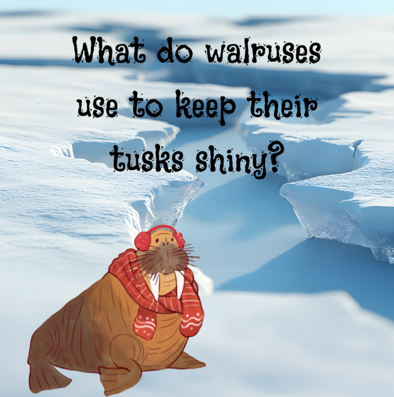 WALRUS JOKES – Children's Spot